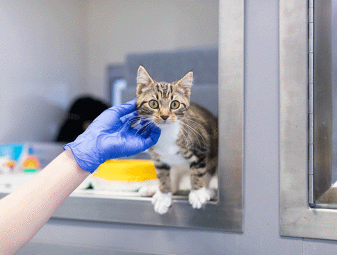 Adopt a cat | Find a cat to adopt | Cats Protection