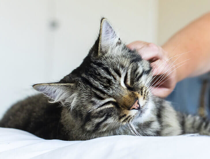 CATS Report 2023 devolved nations | Cats Protection