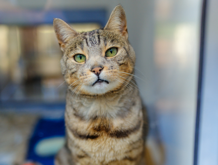 Be there for a forgotten cat