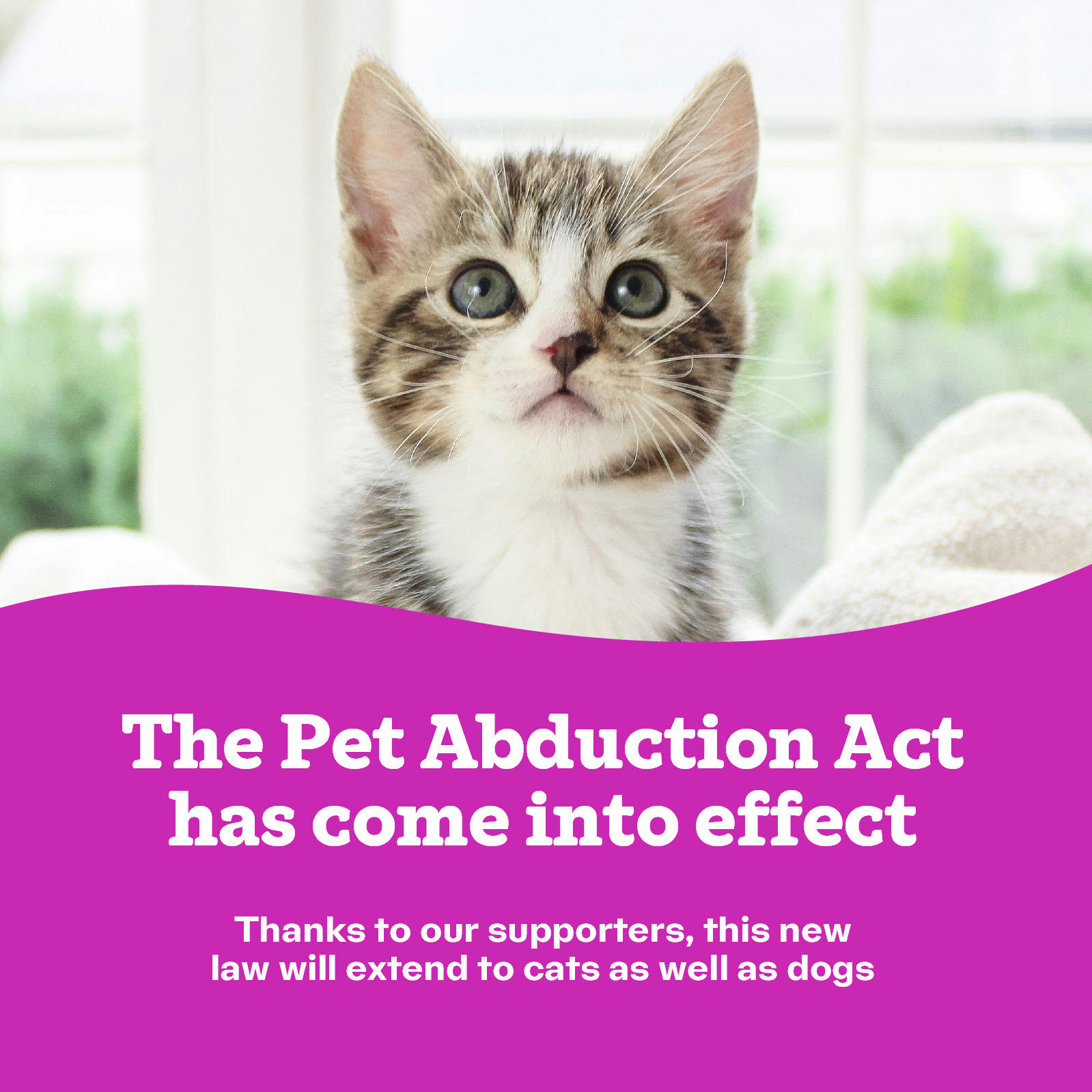 Pet Abduction Act | Press Release | Cats Protection
