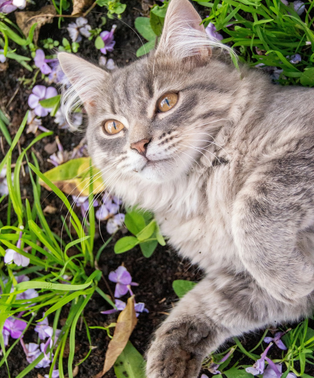 Cats Protection Scotland Cat Centre