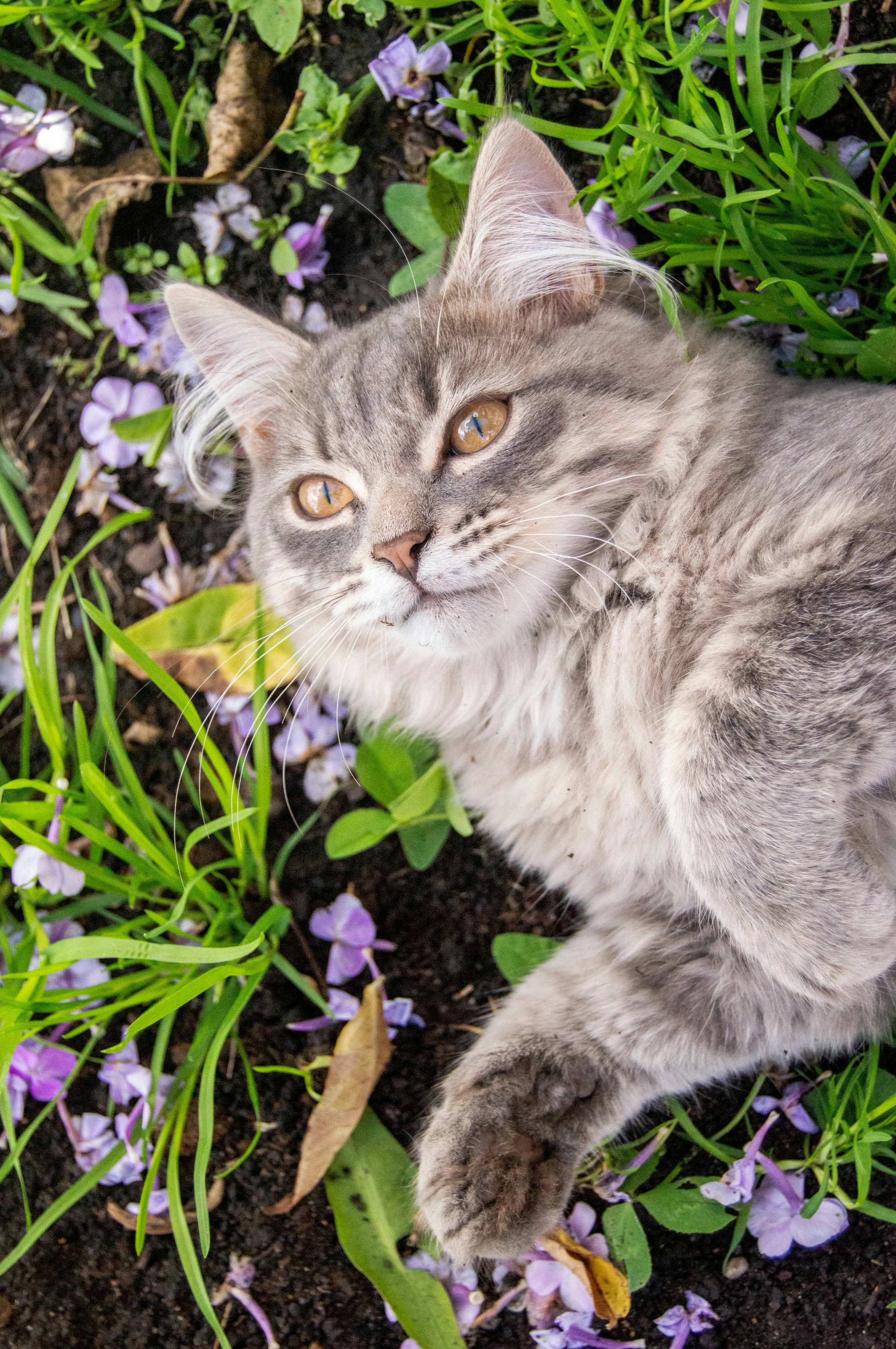 Cats Protection Scotland Cat Centre