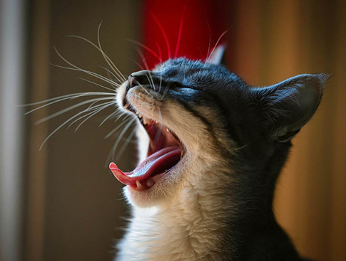 Gingivitis in cats | Help and Advice | Cats Protection