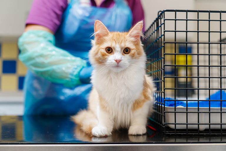 Neutering Your Cat | Cats Protection
