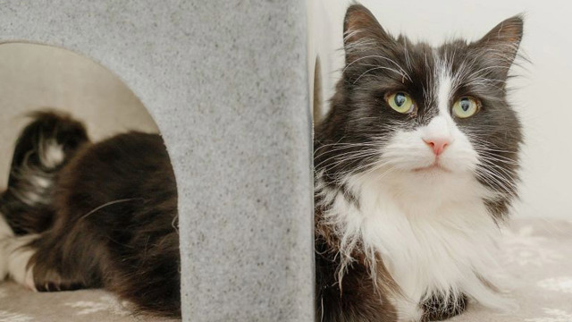 New review highlights concerns in UK extreme purebred cats