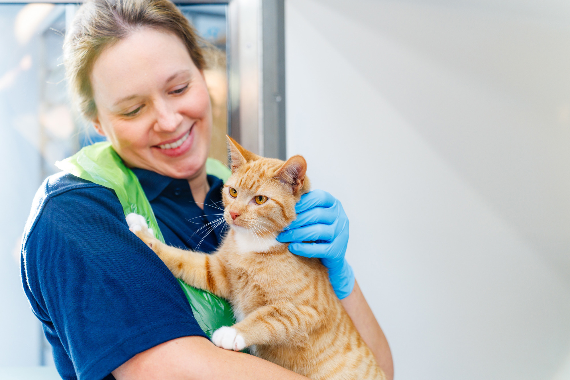 Corporate partnerships | Support us | Cats Protection