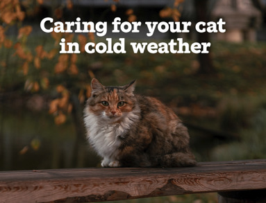 Cats Protection | UK’s Largest Cat Welfare Charity