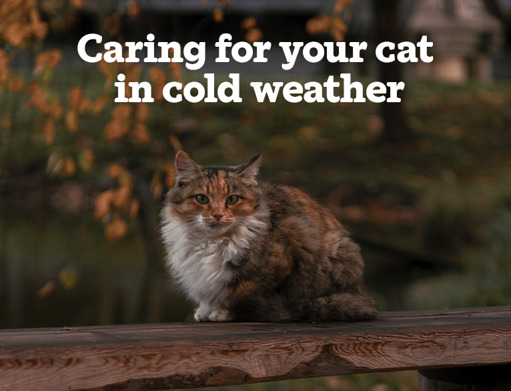 Cats Protection | UK’s Largest Cat Welfare Charity