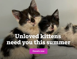 Cats Protection | UK’s Largest Cat Welfare Charity