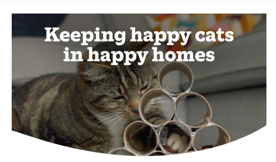 Keeping happy cats in happy homes | Cats Protection & Purina