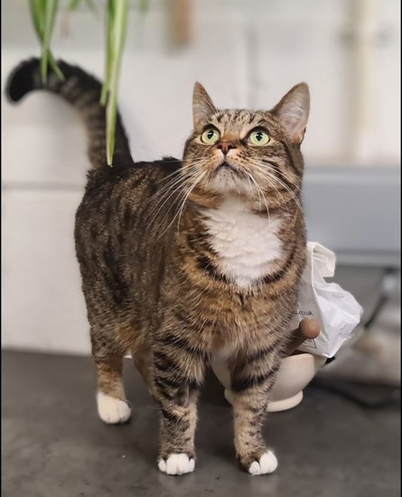 Cats Protection Mid-Warwickshire