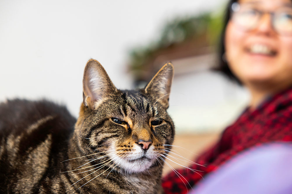 Volunteer with cats | Volunteering | Cats Protection
