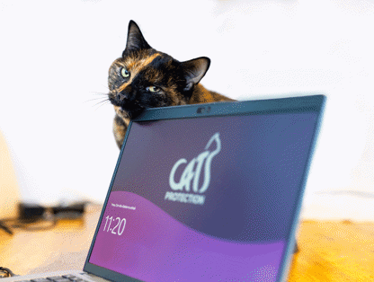 Adopt a cat | Find a cat to adopt | Cats Protection