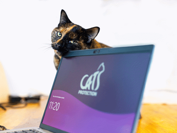 Adopt a cat | Find a cat to adopt | Cats Protection