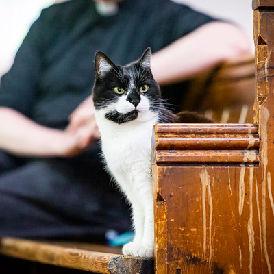 National Cat Awards | Events | Cats Protection