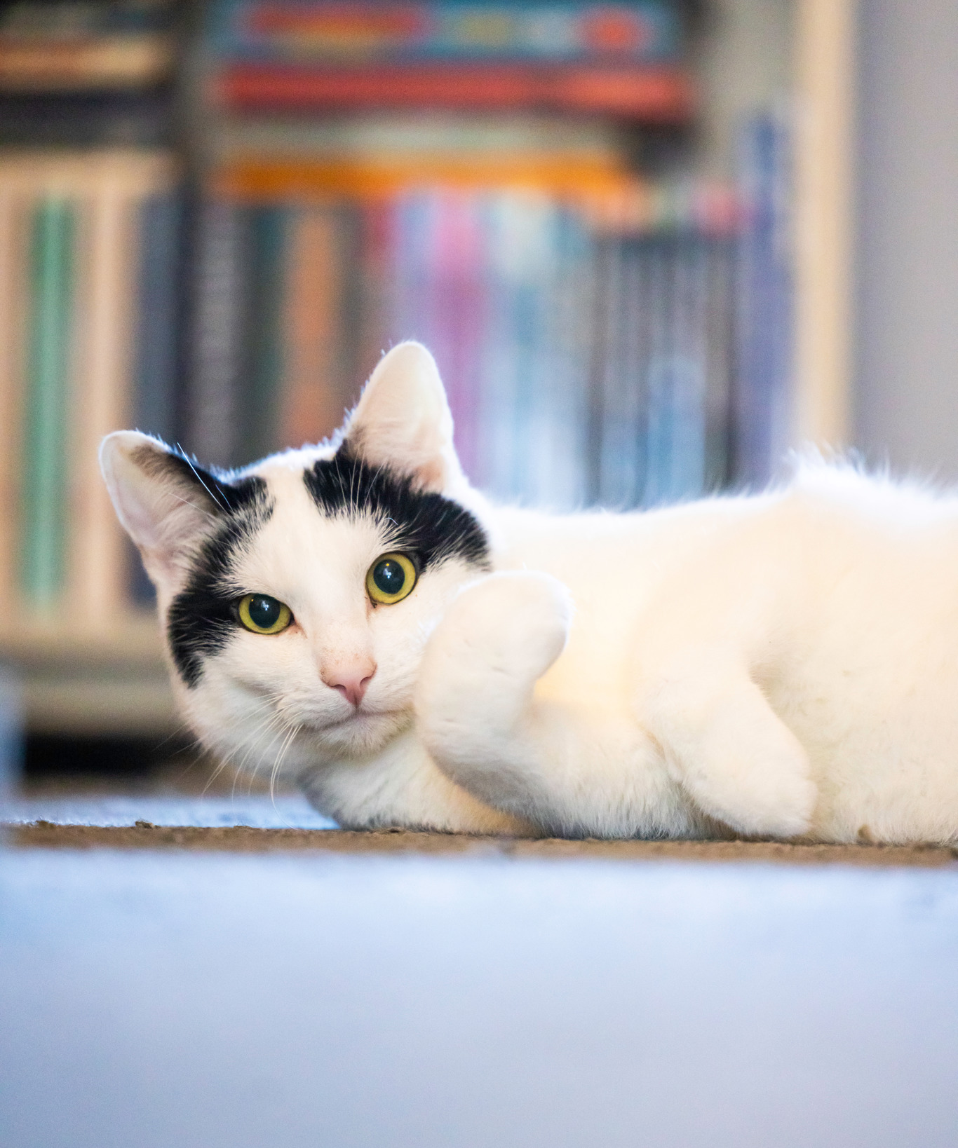 Election day tips | Press Release | Cats Protection