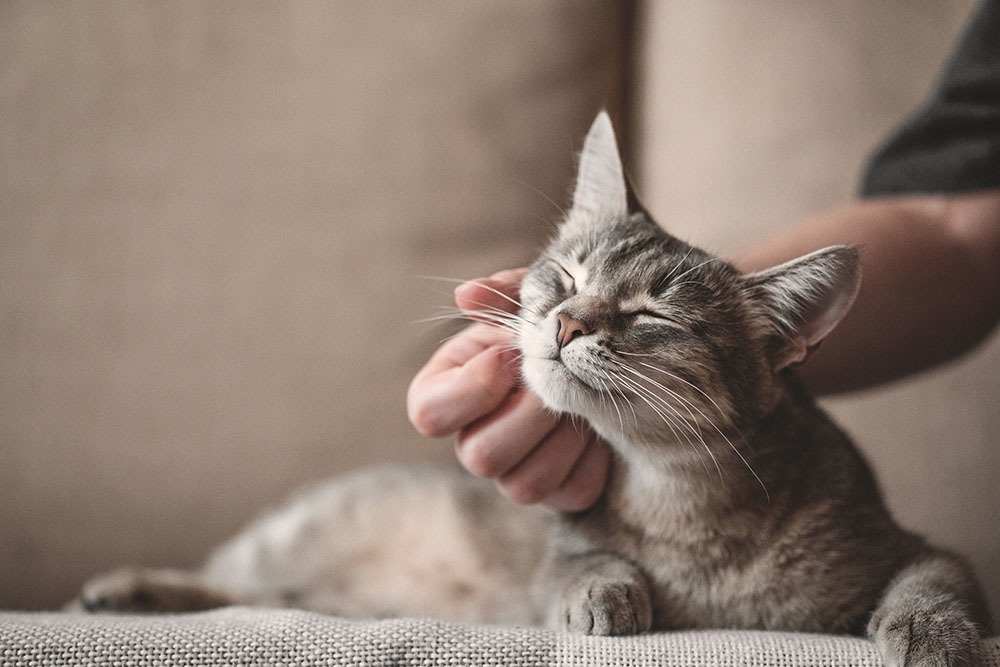 Volunteering | Support us | Cats Protection
