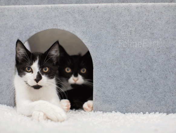 Support us | Help us to help cats | Cats Protection