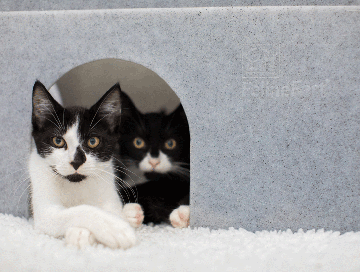 Support us | Help us to help cats | Cats Protection