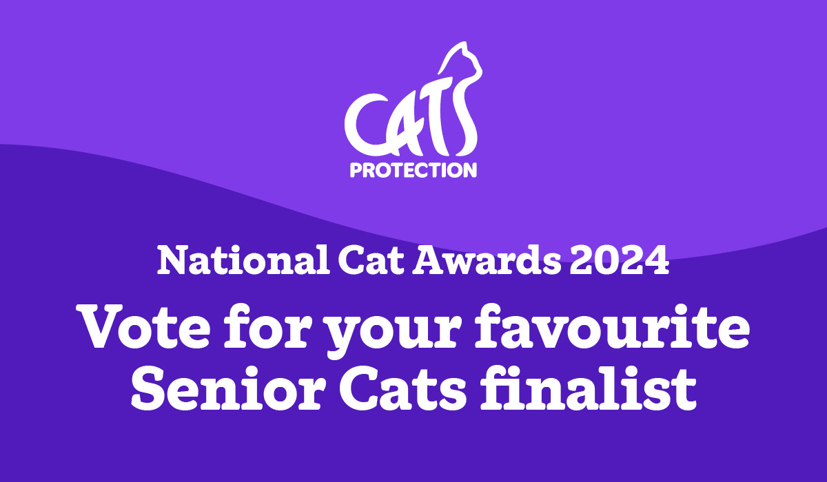 NCAs: Senior Cats finalists | Cats Protection