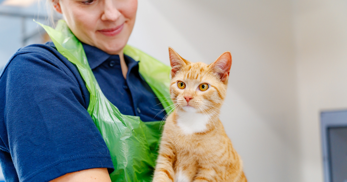 Donate | Help cats and kittens in care | Cats Protection