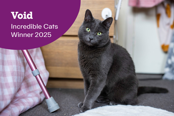 National Cat Awards 2025 | Events | Cats Protection