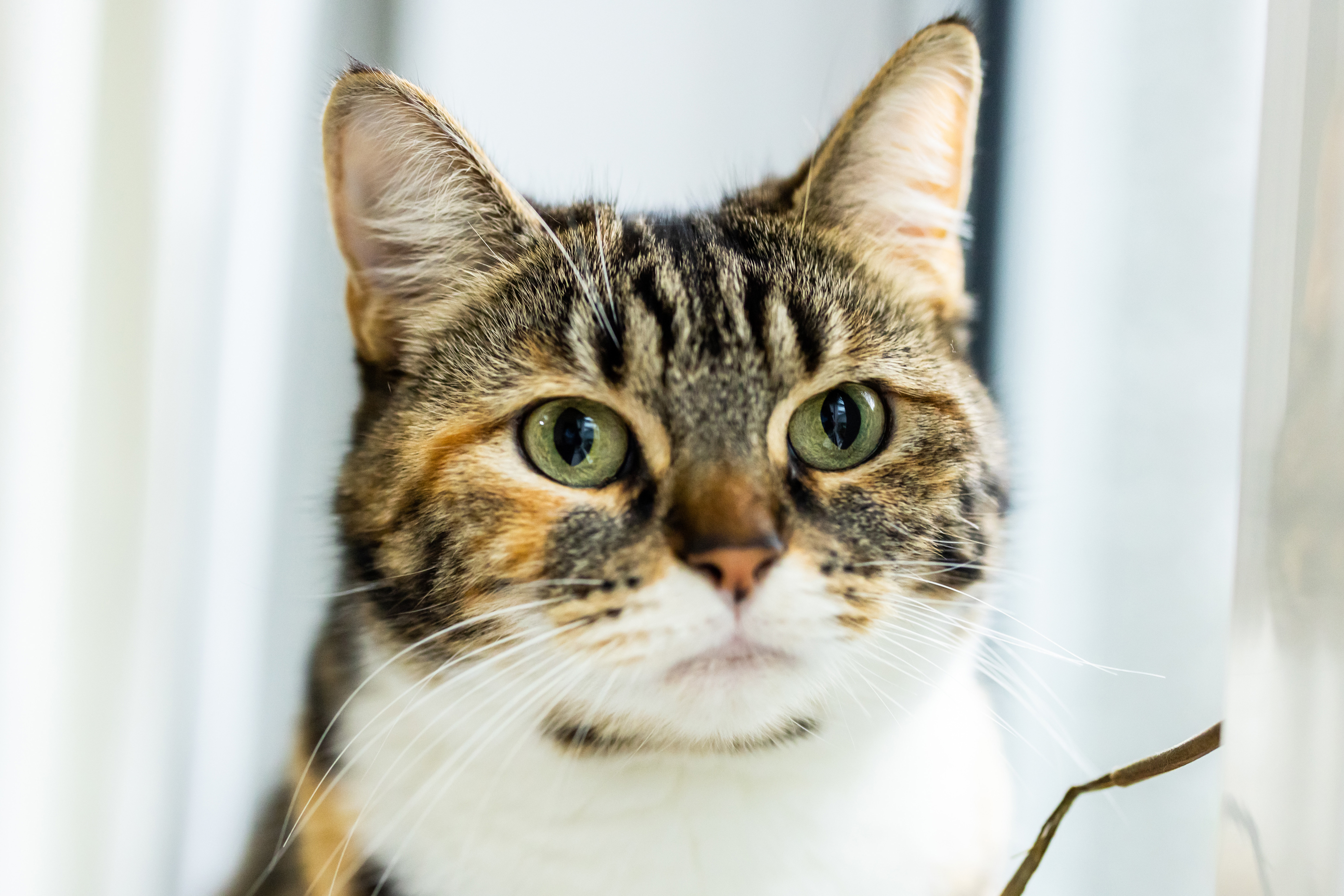 Microchipping Cats | What You Need to Know | Cats Protection