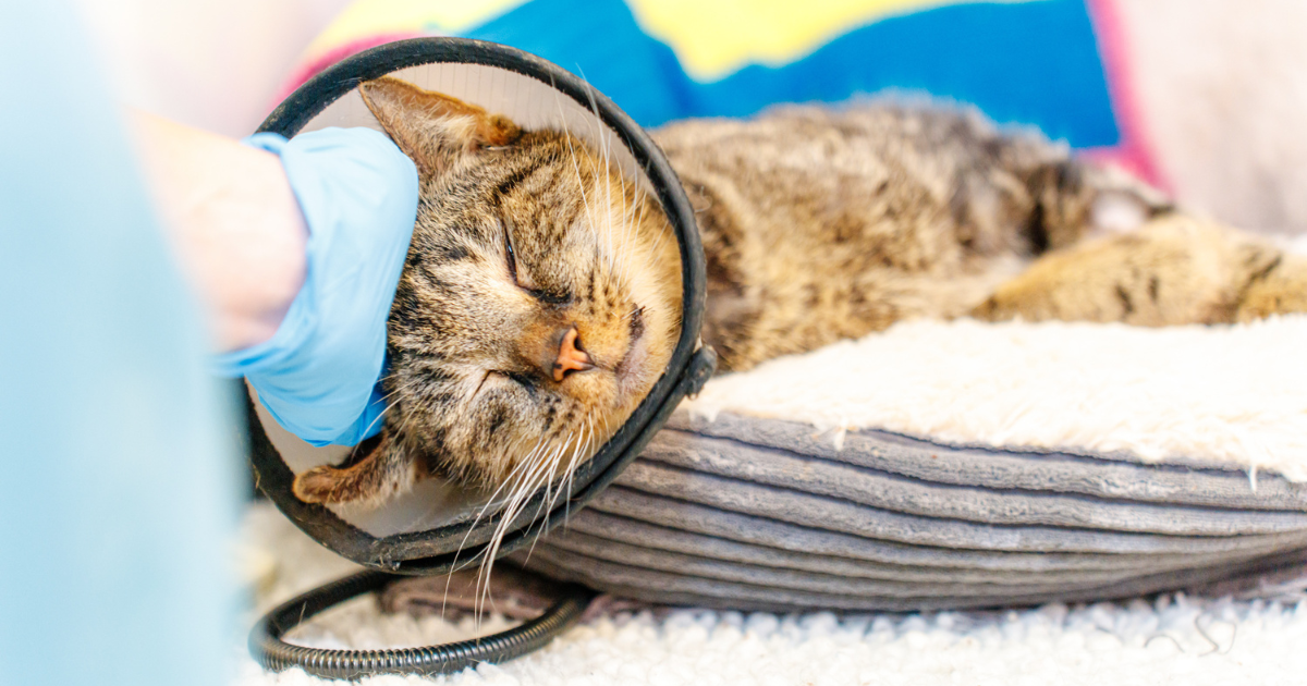 Donate | Help cats and kittens in care | Cats Protection