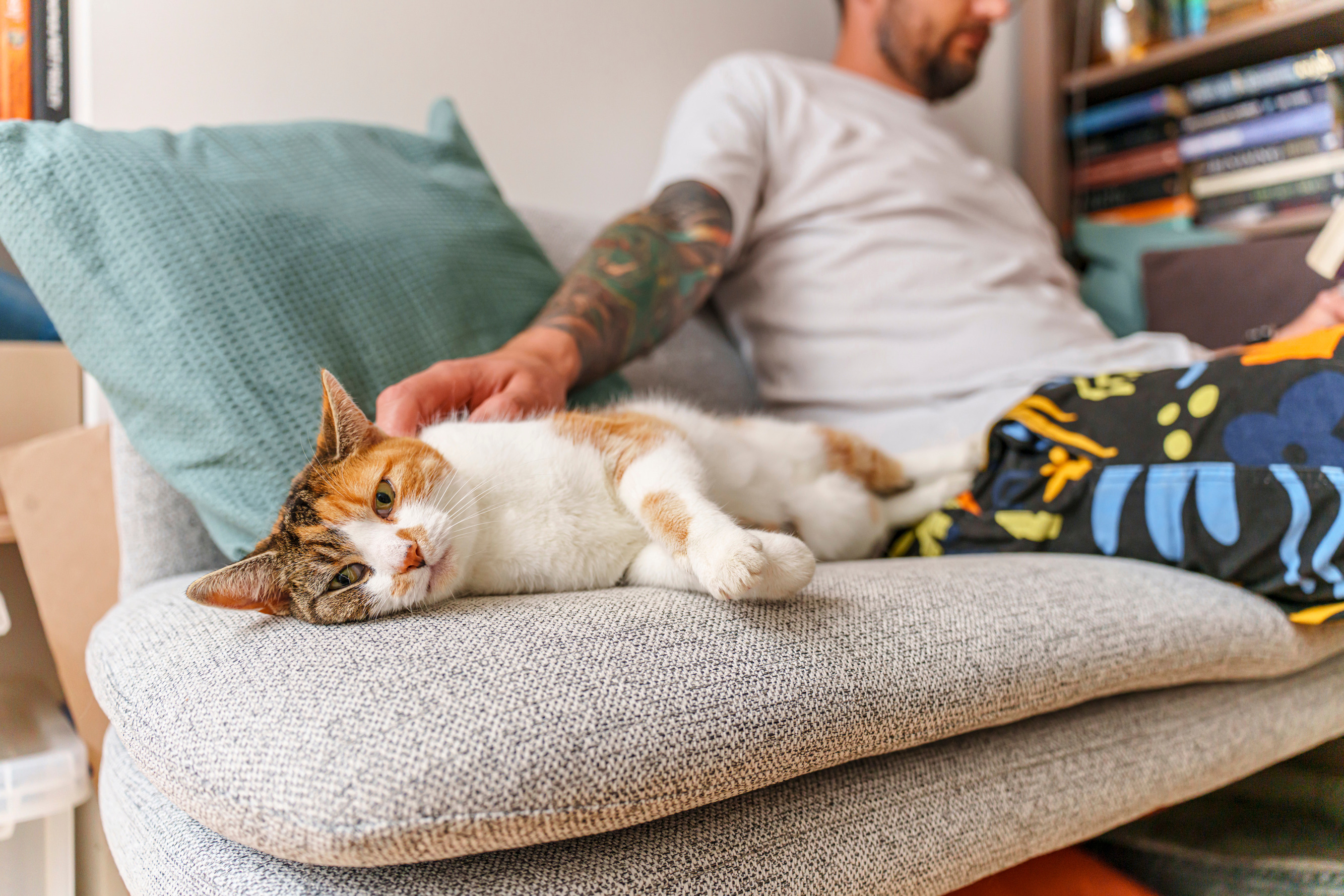 Microchipping cats | What you need to know | Cats Protection