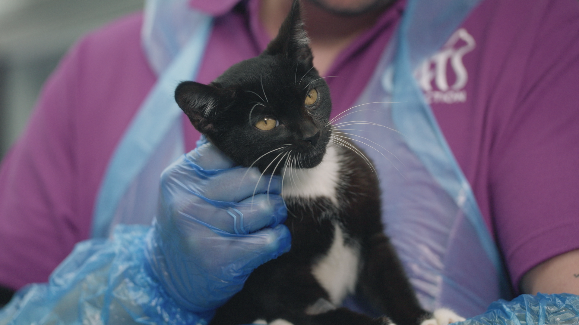 Leaving a gift in your Will | Cats Protection