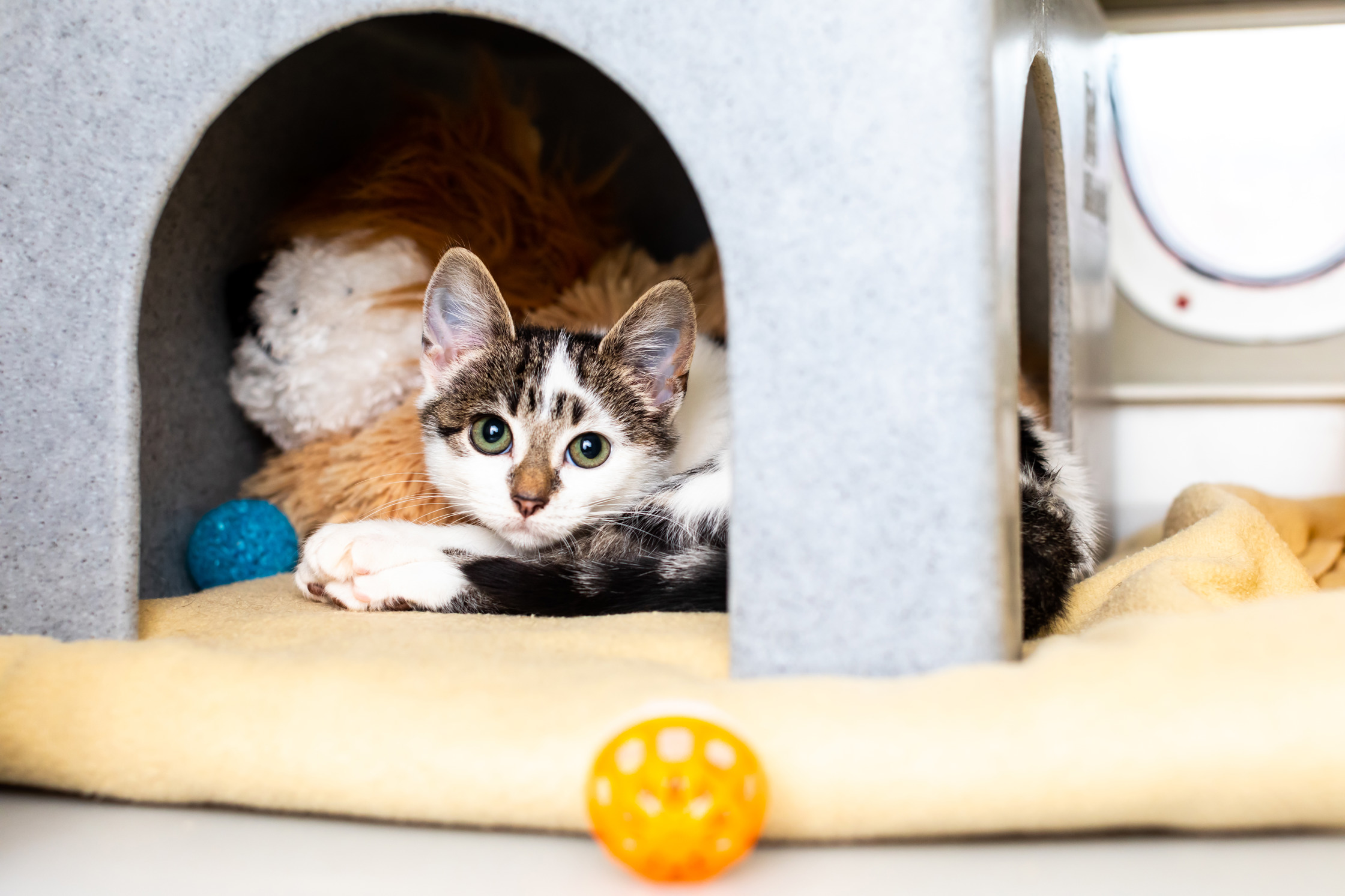 Support us | Help us to help cats | Cats Protection