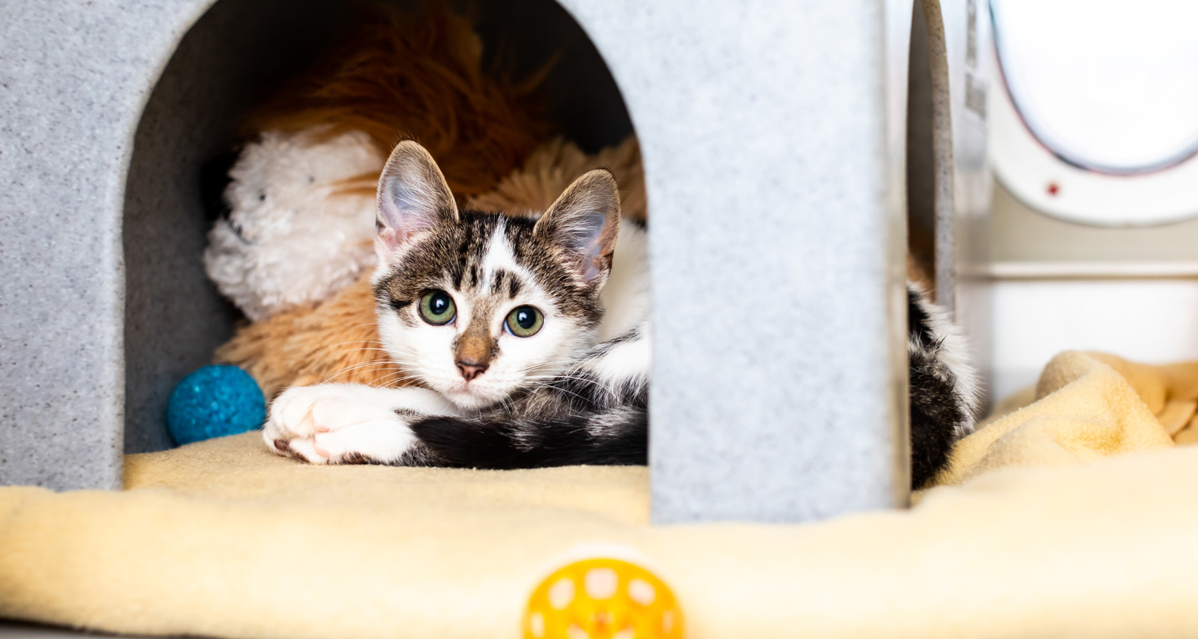 Support us | Help us to help cats | Cats Protection