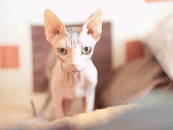 Hairless cats | Extreme traits | Cats Protection