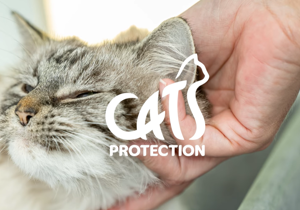 Support us | Help us to help cats | Cats Protection