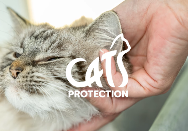 Support us | Help us to help cats | Cats Protection