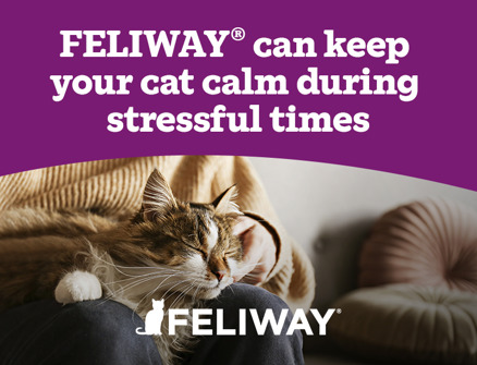 Cats Protection | UK’s Largest Cat Welfare Charity