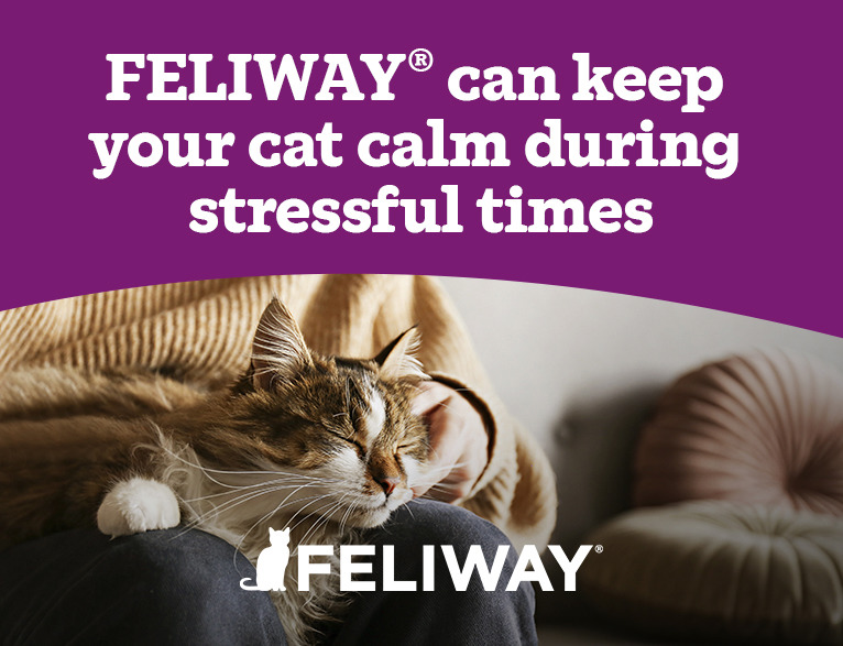 Cats Protection | UK’s Largest Cat Welfare Charity