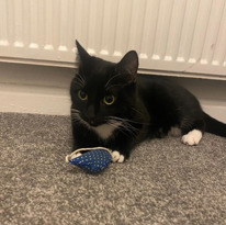 Cats Protection Harrogate & District Branch