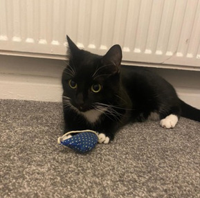Cats Protection Harrogate & District