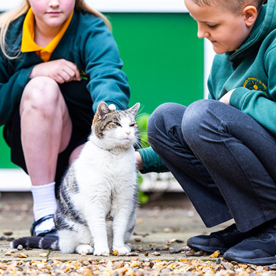 National Cat Awards finalists | Press Release | Cats Protection