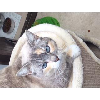 Welcome to Cats Protection Dumfries