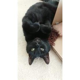 Cats Protection Brighton & District