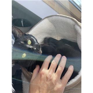 Welcome to Canterbury & District Cats Protection