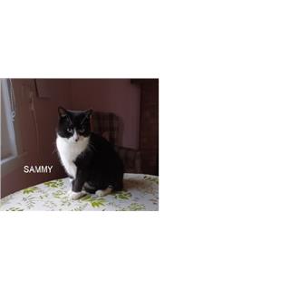 WELCOME TO CATS PROTECTION TAIN & DISTRICT BRANCH