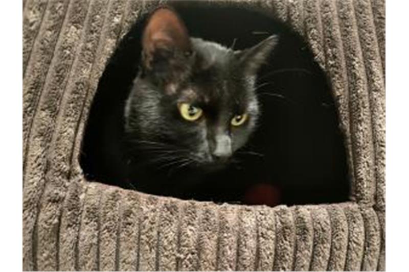 Find a cat near you | Adopt a cat | Cats Protection