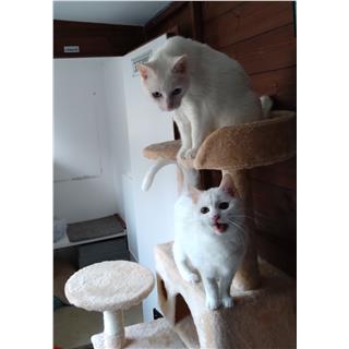 Yeovil and district cats protection