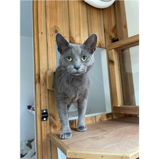 Welcome to St Neots, Huntingdon & St Ives Cats Protection