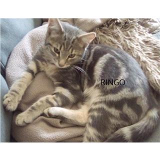 WELCOME TO CATS PROTECTION TAIN & DISTRICT BRANCH