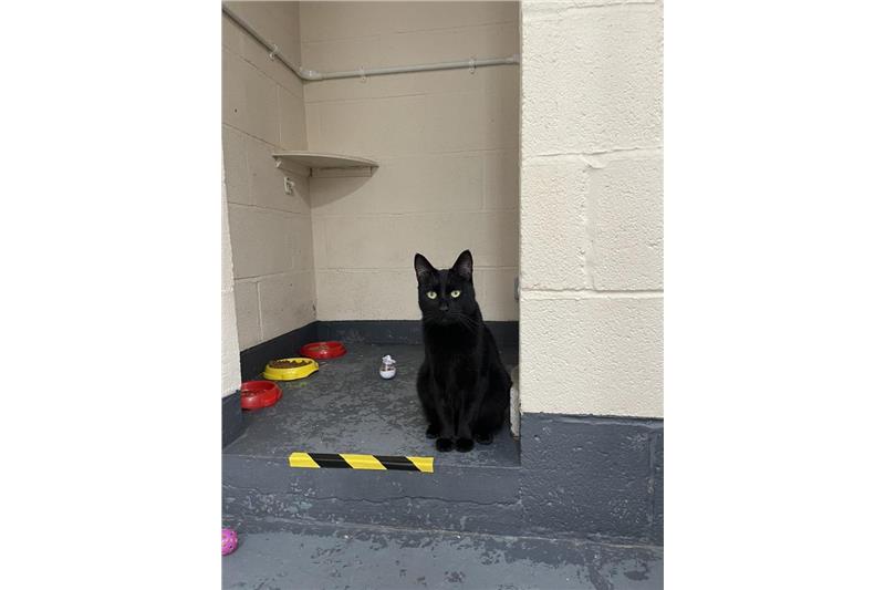 Find a cat near you | Adopt a cat | Cats Protection
