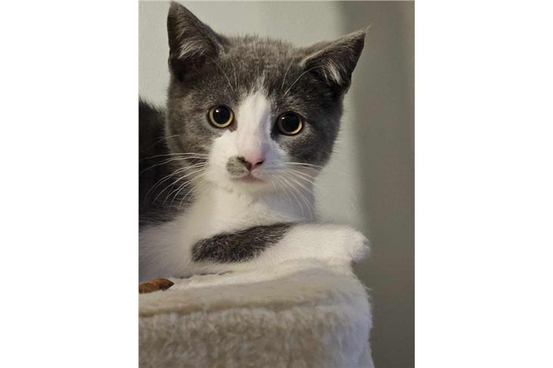 Find a cat near you | Adopt a cat | Cats Protection